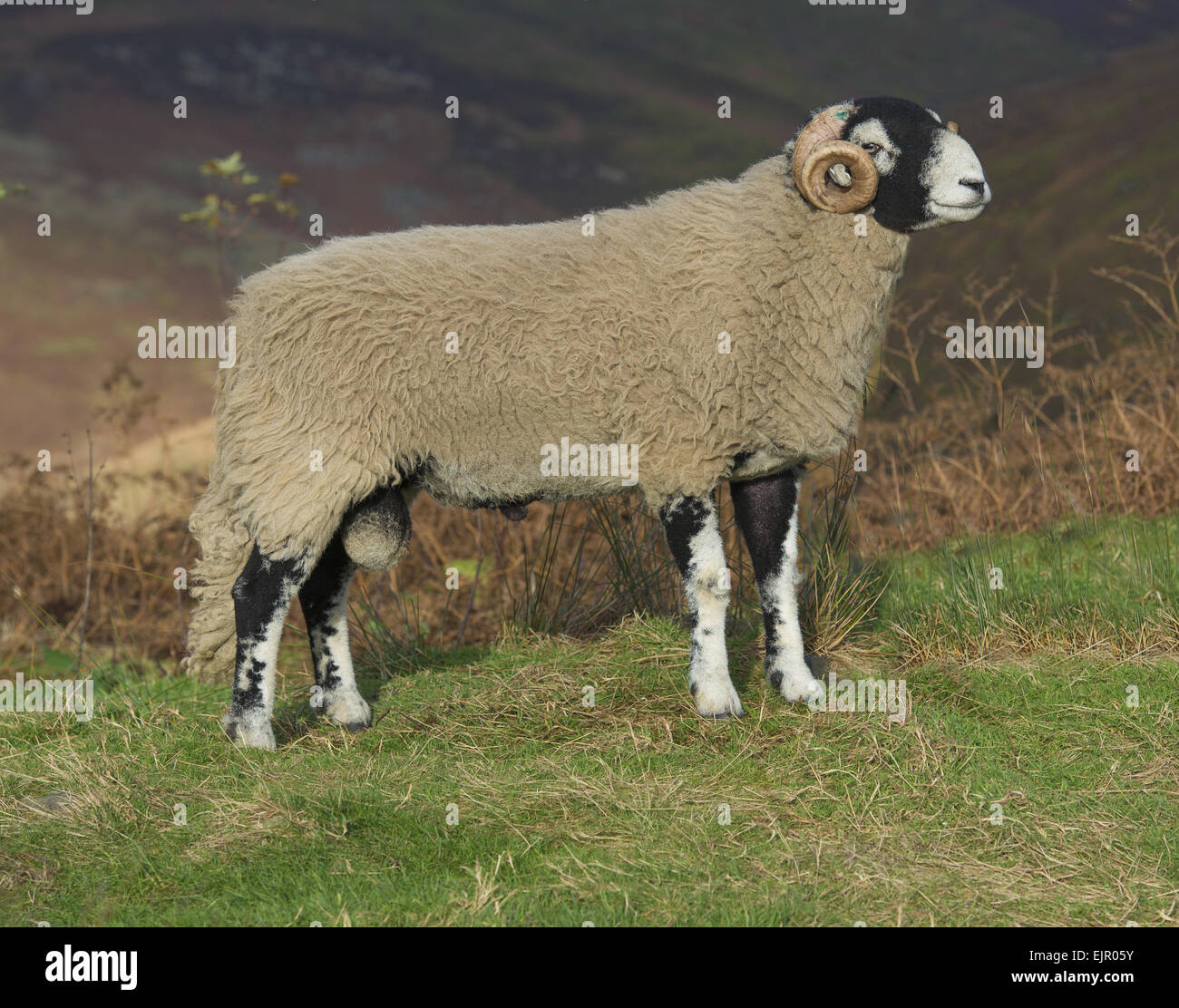 Domestic Sheep, Swaledale ram, standing on hill pasture, Brennand Farm ...