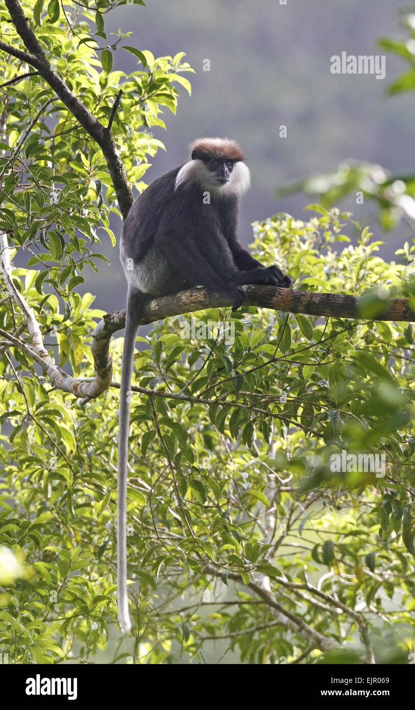 Purple-faced Langur (Trachypithecus vetulus) adult, sitting on branch ...
