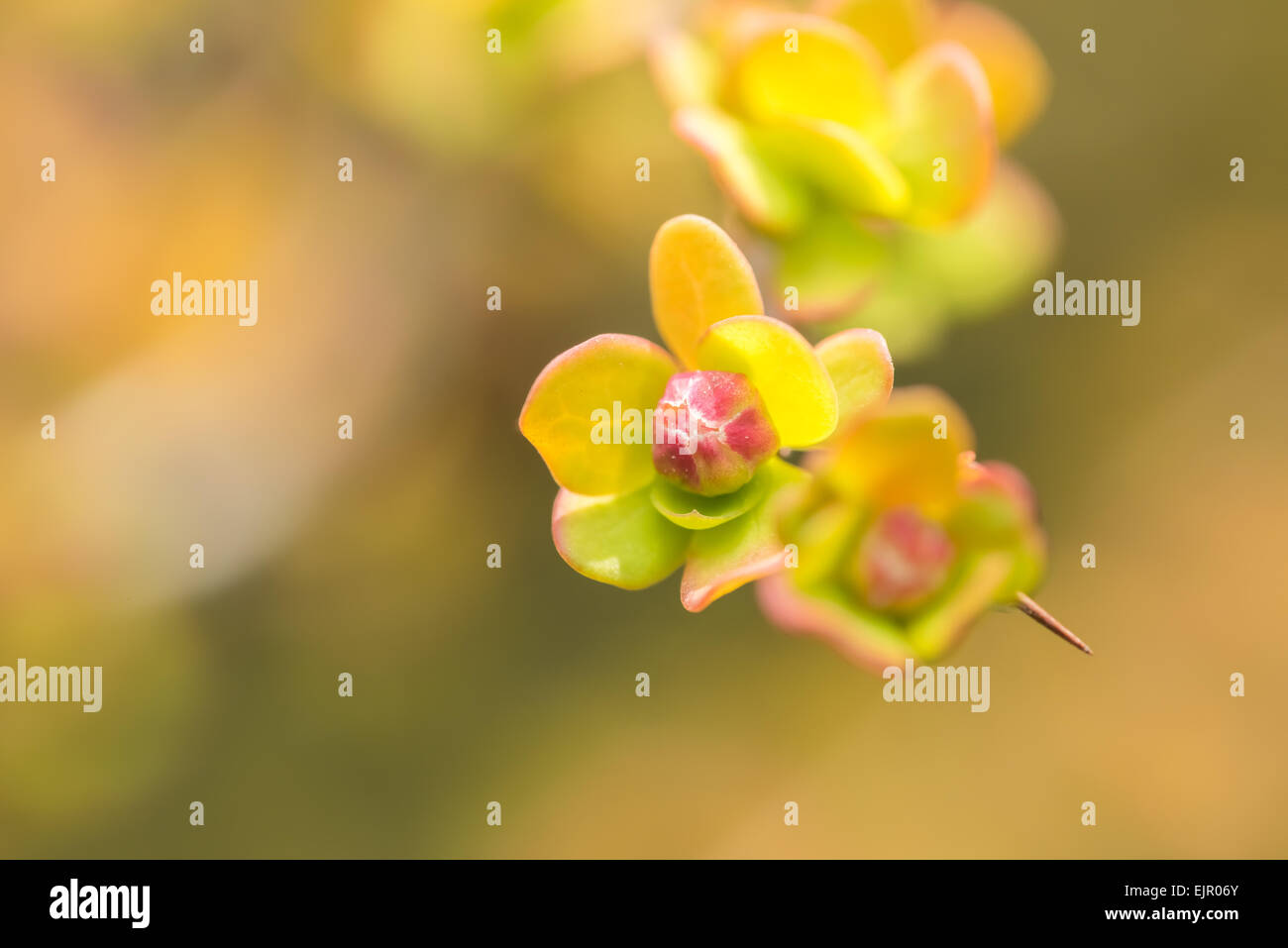 Spring Tree Branches And Buds Blossom Stock Photo - Alamy