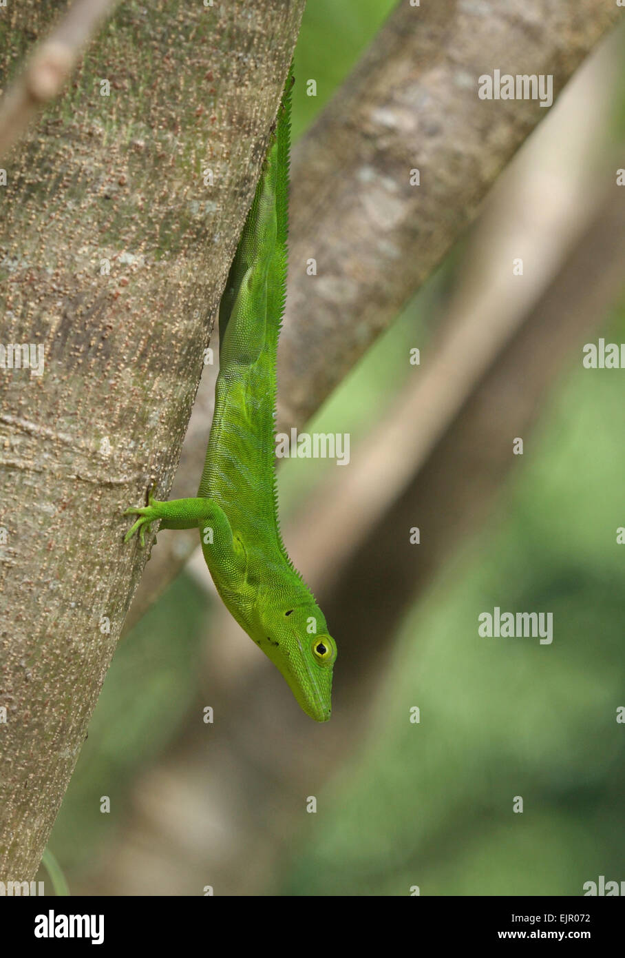 Jamaican Giant Anole (Anolis garmani) adult, clinging to tree trunk ...