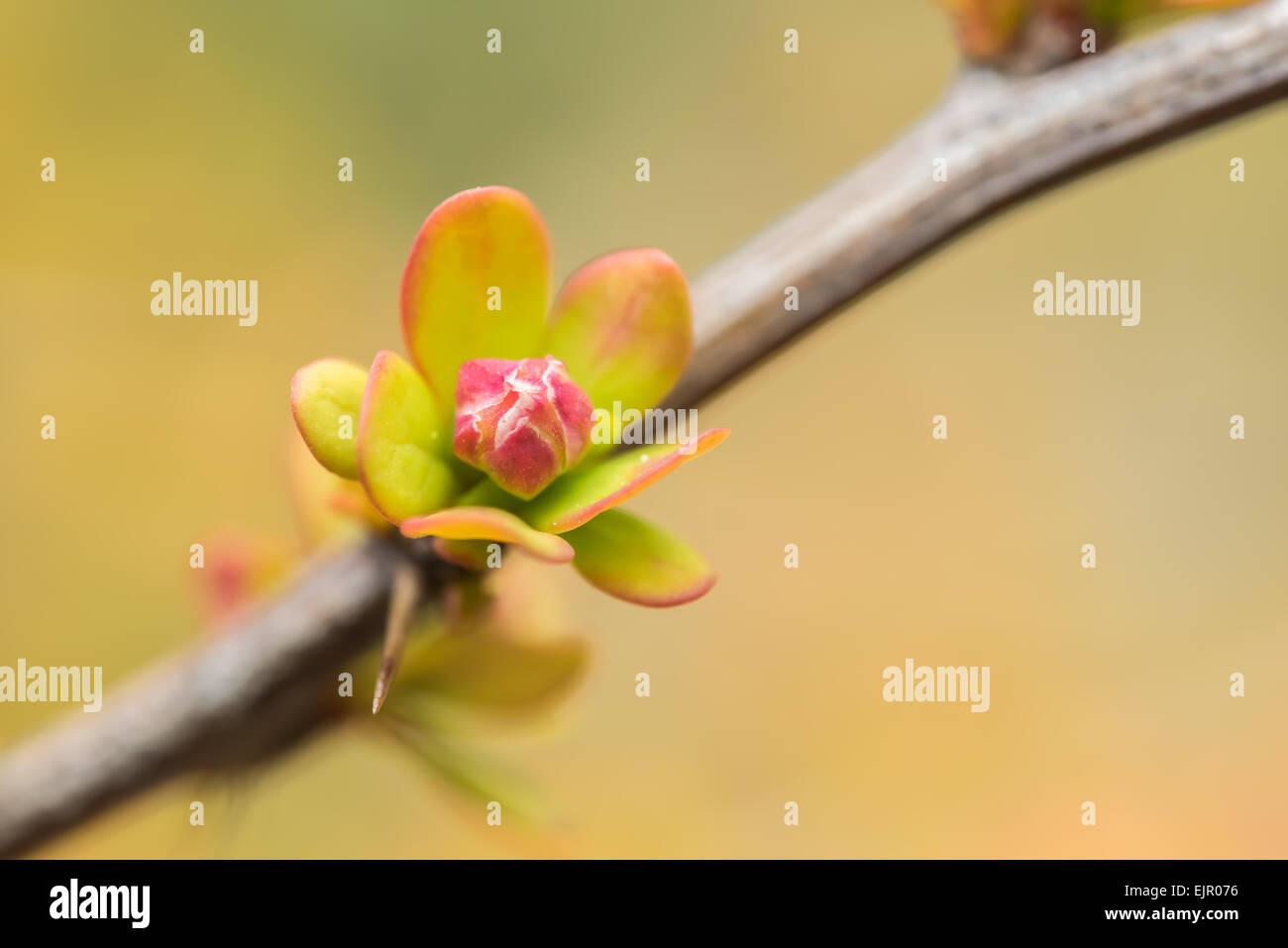 Spring Tree Branches And Buds Blossom Stock Photo - Alamy