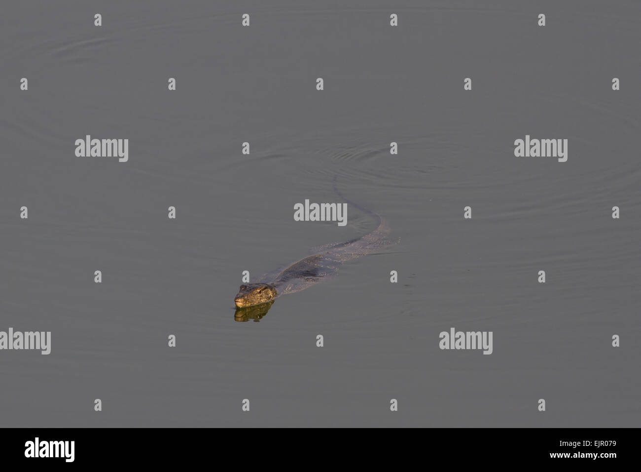 India water monitor lizard varanus hi-res stock photography and images ...