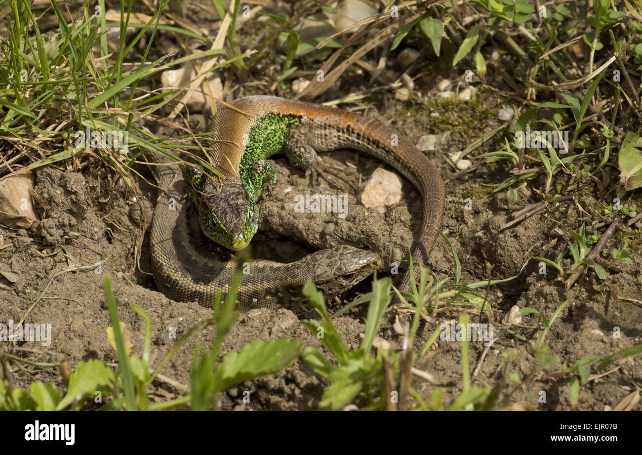 Sand lizards europe courting hi-res stock photography and images - Alamy