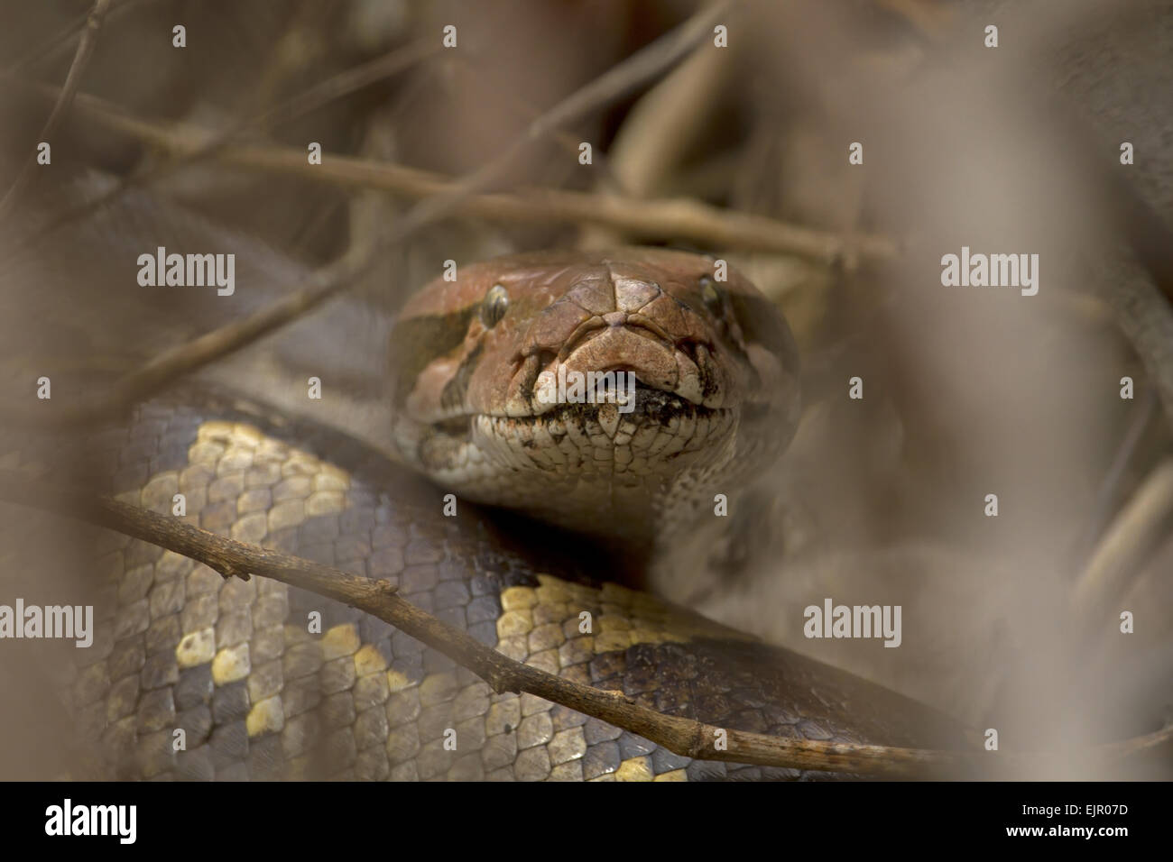 Indian snakes hi-res stock photography and images - Alamy