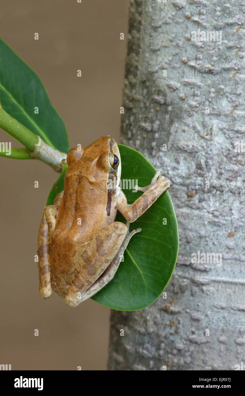 South indian frogs hi-res stock photography and images - Alamy