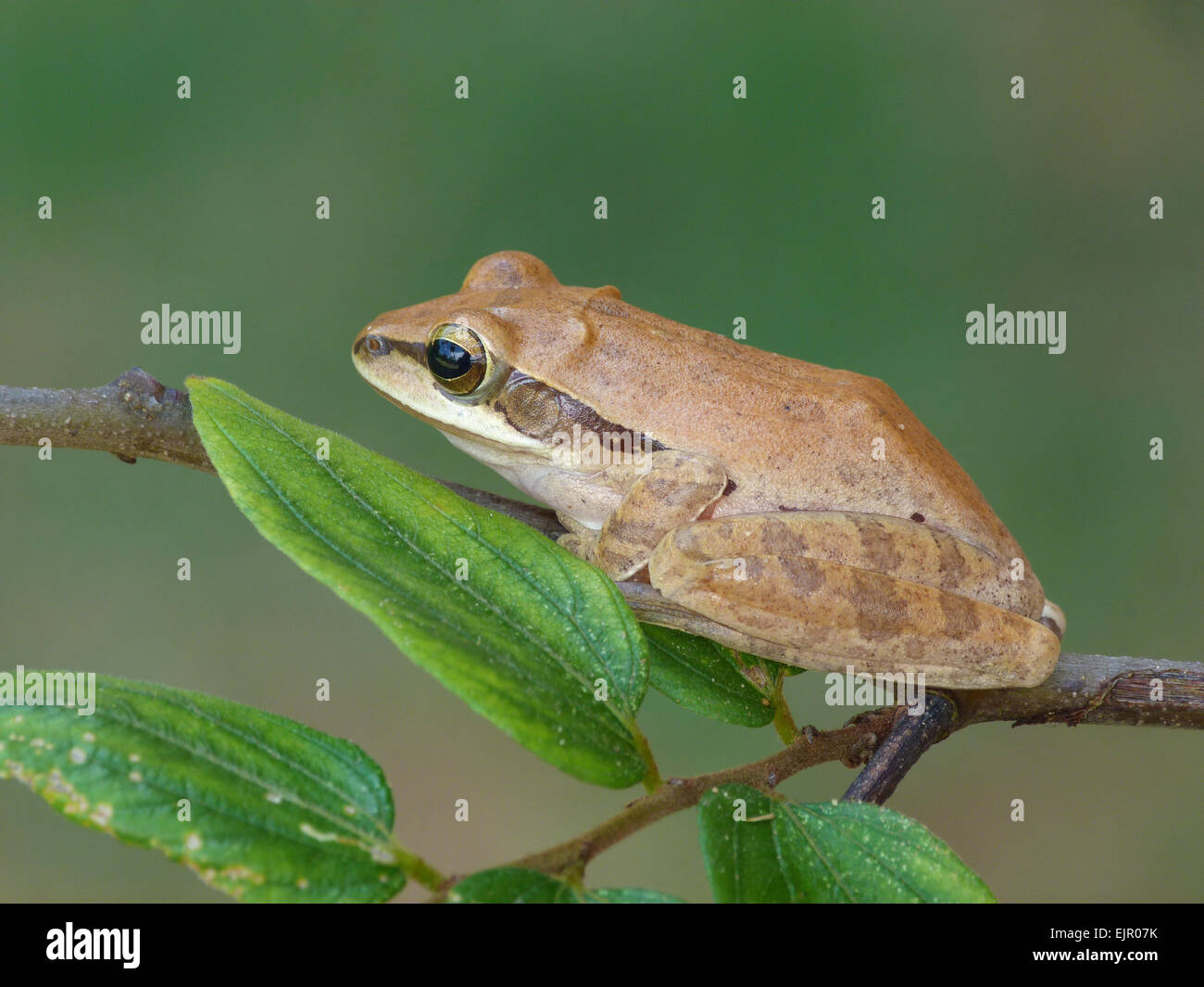 South indian frogs hi-res stock photography and images - Alamy