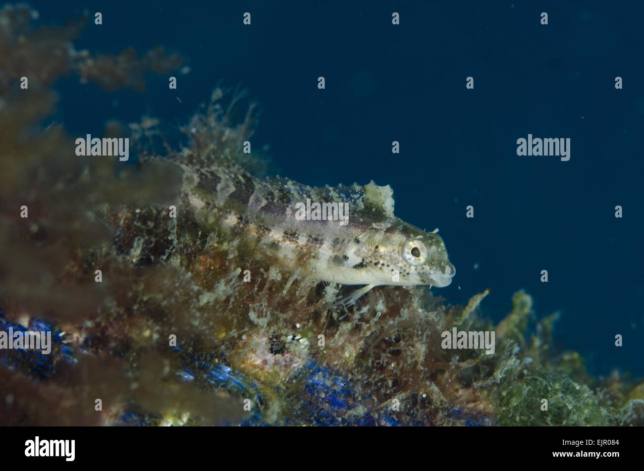 Variable sabretooth blenny hi-res stock photography and images - Alamy