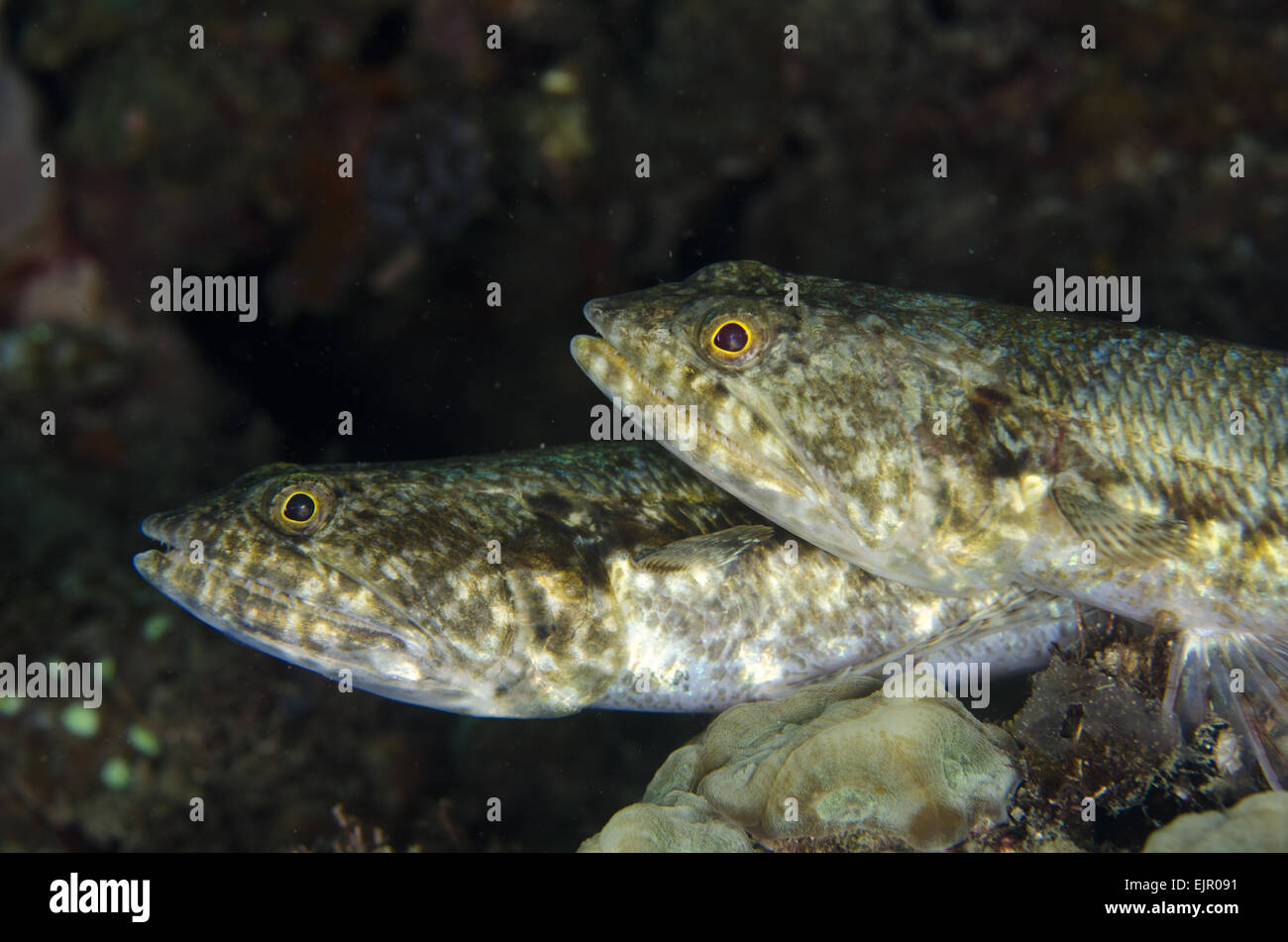 Greater lizardfish hi-res stock photography and images - Alamy