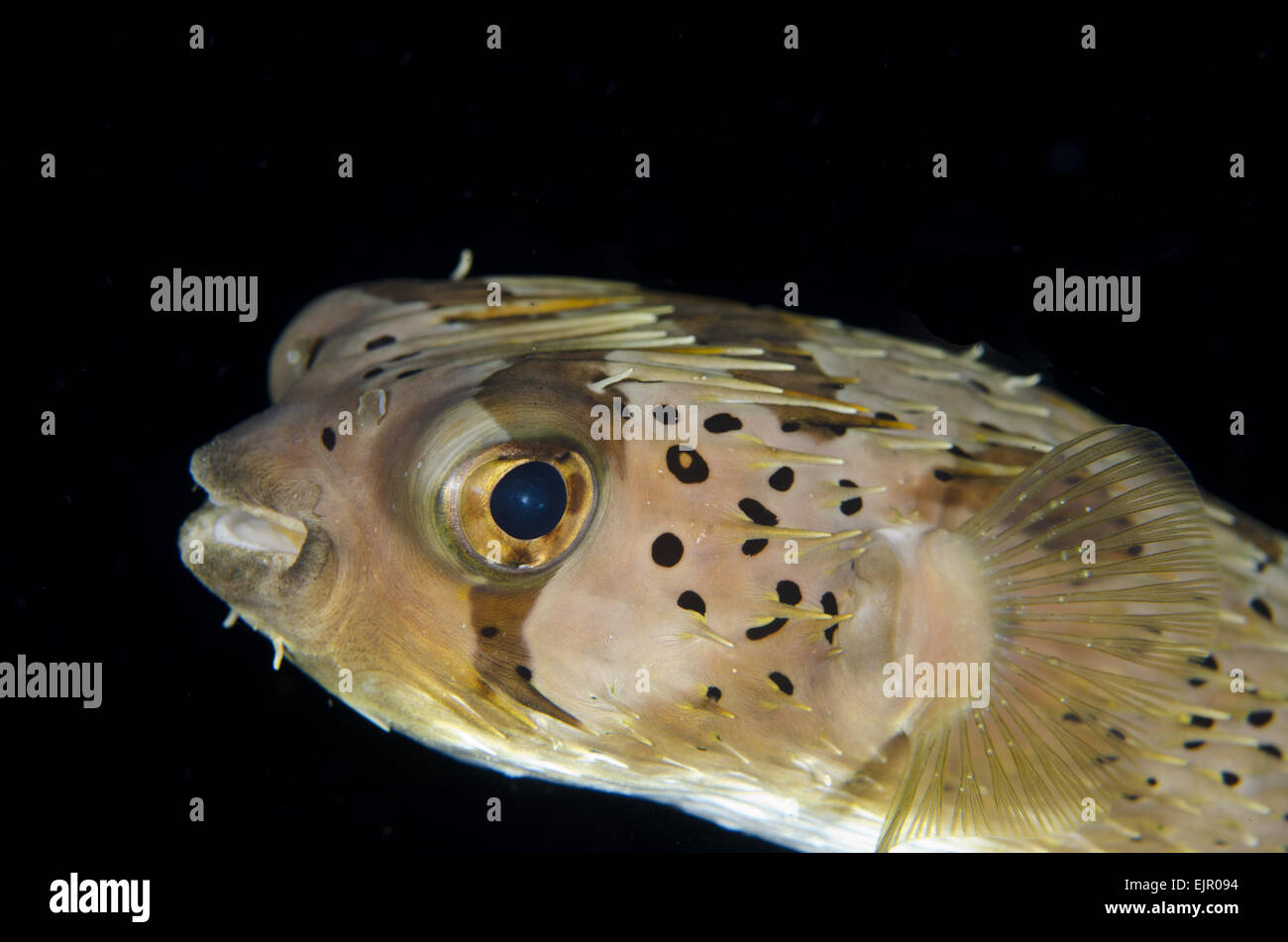 Long-spine Porcupinefish (Diodon holocanthus) adult, close-up of head ...