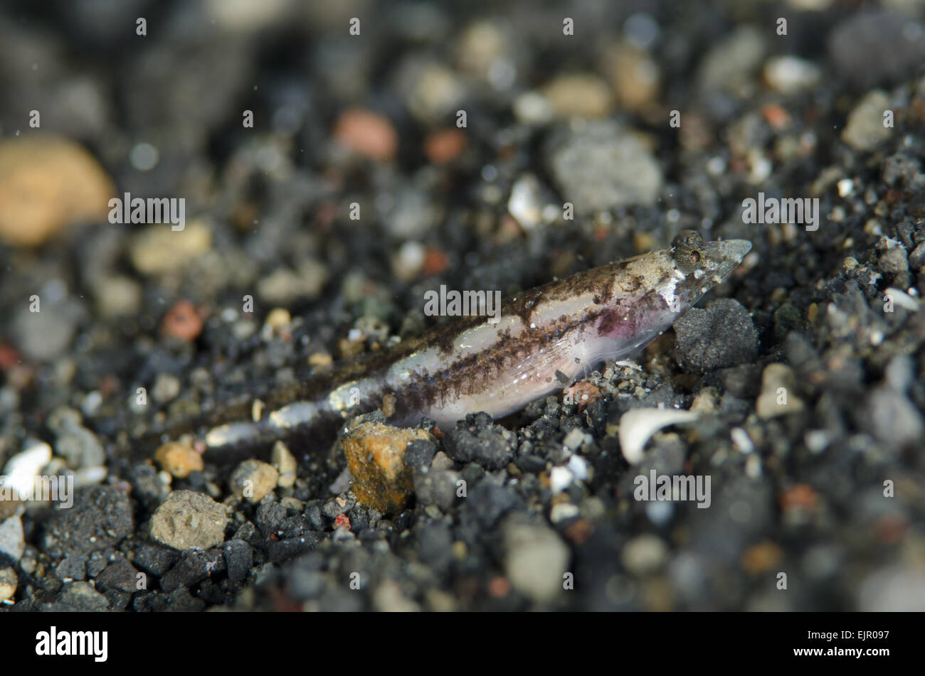 Sand burrower hi-res stock photography and images - Alamy