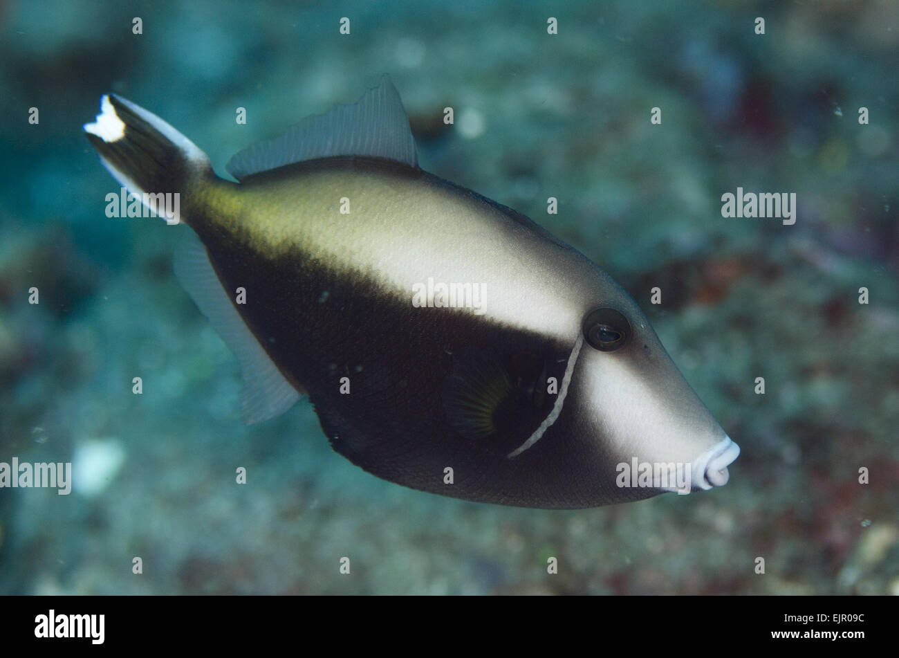 Halfmoon Triggerfish High Resolution Stock Photography and Images - Alamy
