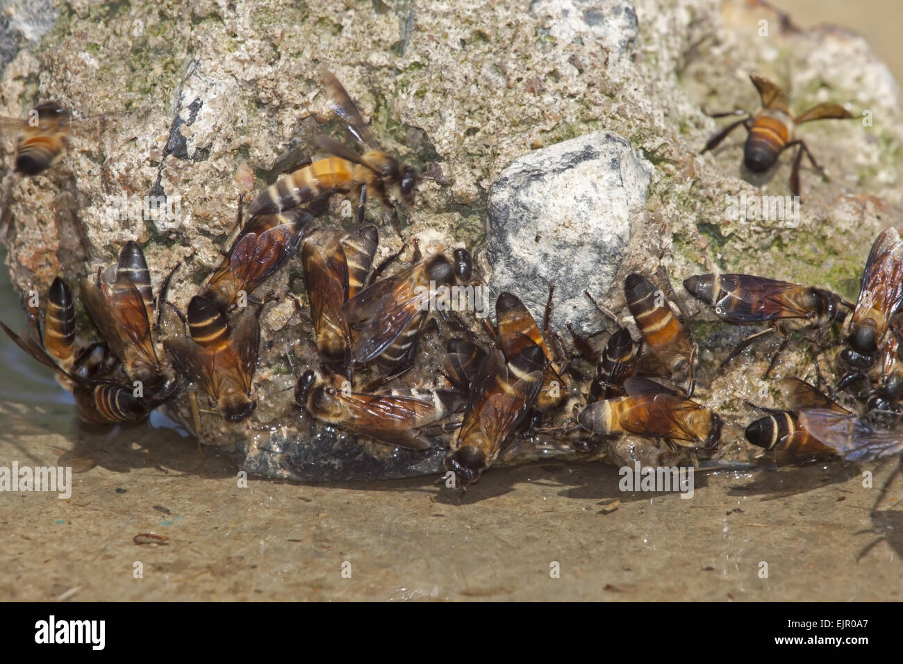 Asian Honey Bee (Apis cerana) adults, group drinking, Sundarbans ...