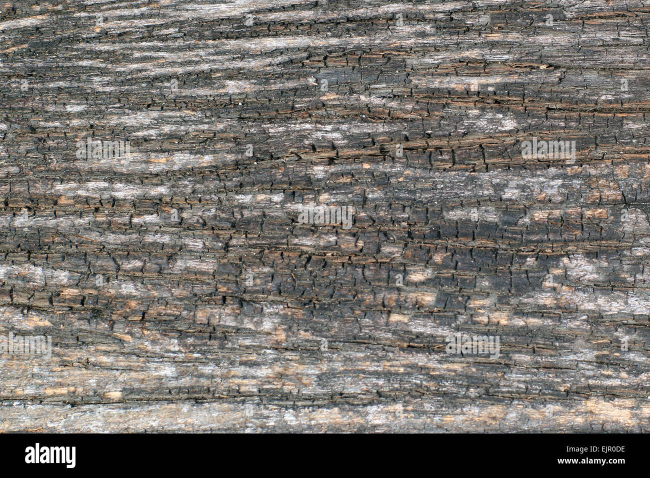 Old tree bark as texture Stock Photo - Alamy