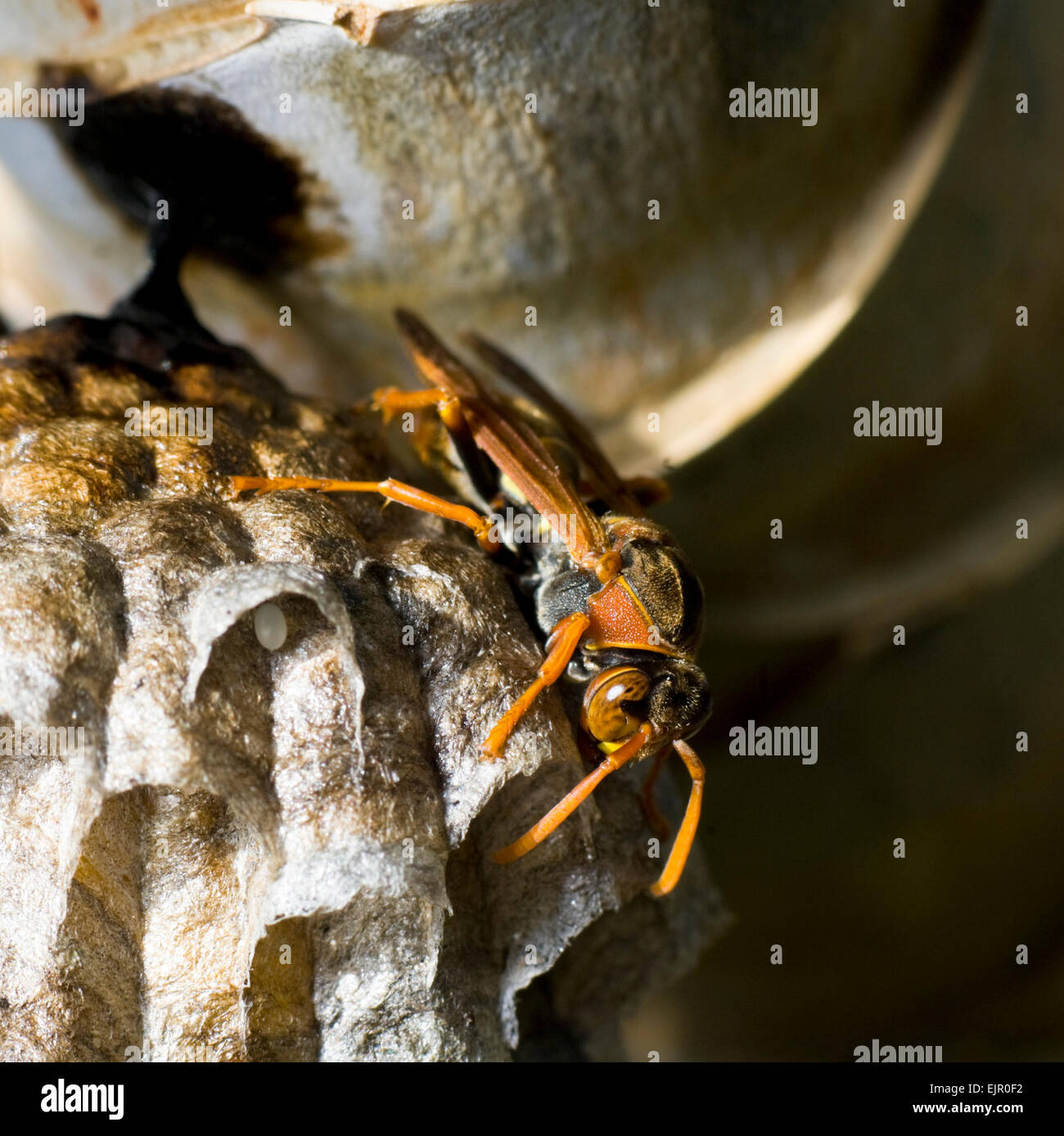 Paper wasp nest australia hi-res stock photography and images - Alamy