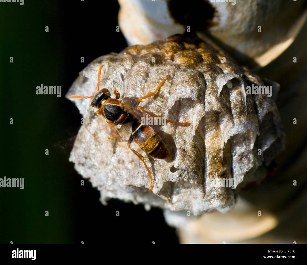 Paper wasp nest australia hi-res stock photography and images - Alamy