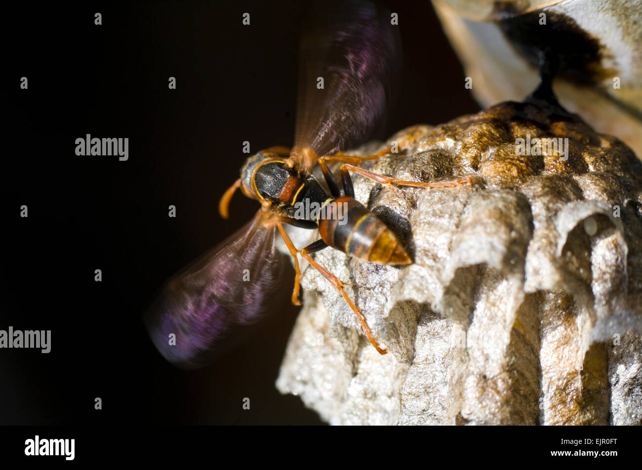 Paper wasp nest australia hi-res stock photography and images - Alamy