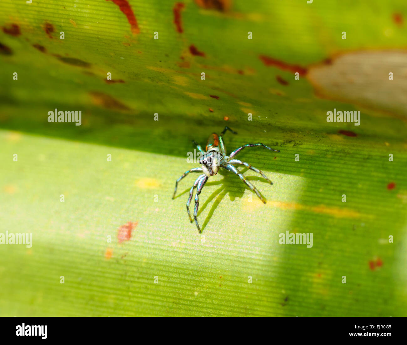 Jumping Spider (Cosmophasis micans or Cosmophasis thalassina), Mary ...