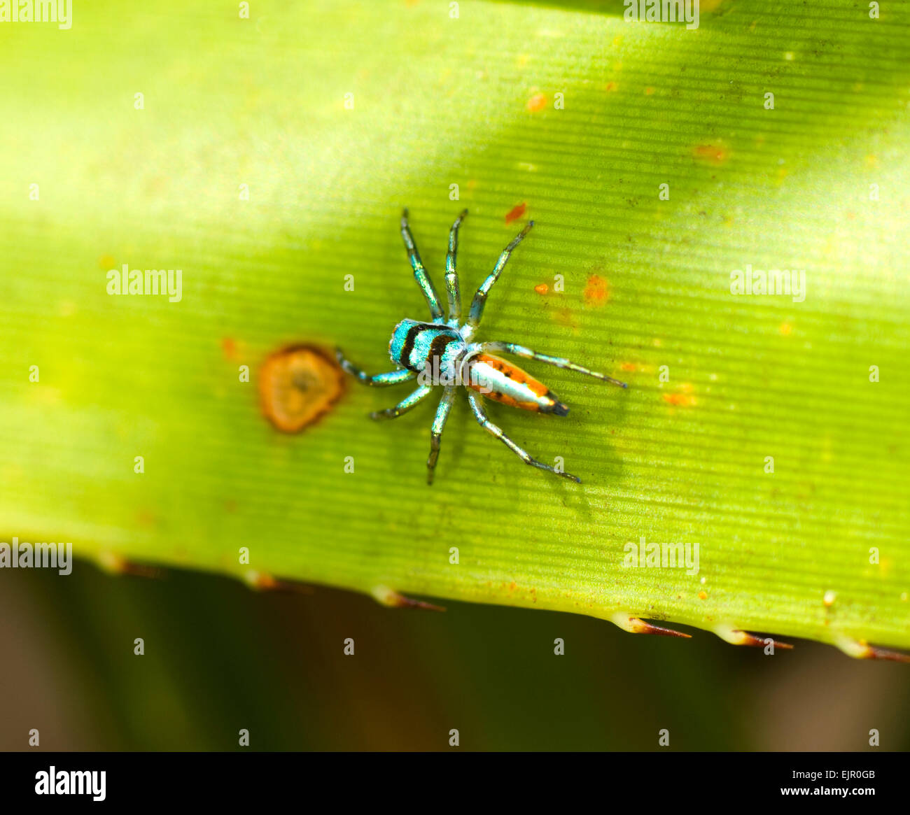 Jumping Spider (Cosmophasis micans or Cosmophasis thalassina), Mary ...