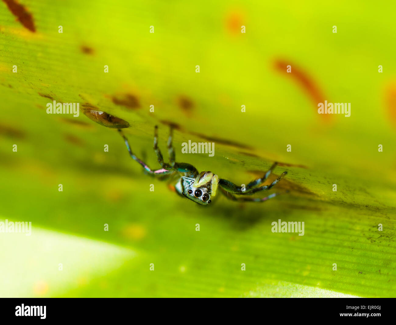 Jumping Spider (Cosmophasis micans or Cosmophasis thalassina), Mary ...