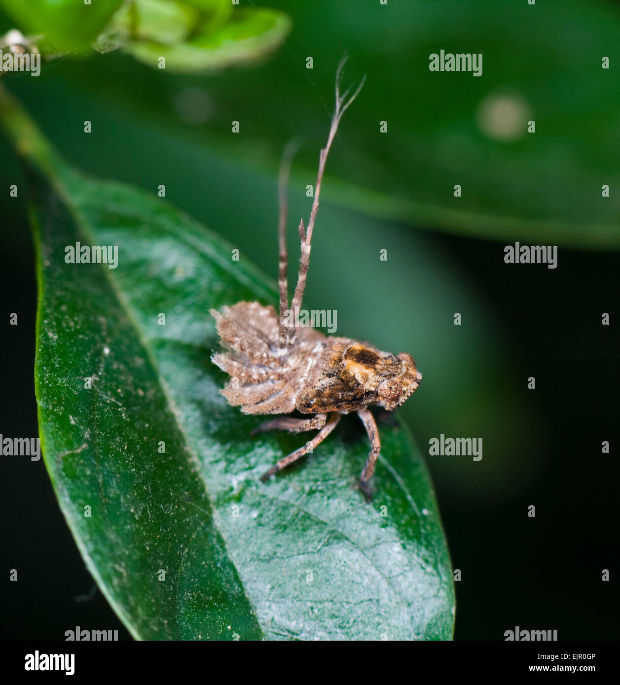 Tailed Planthopper Nymph (Family Eurybrachyidae, Sub-family ...
