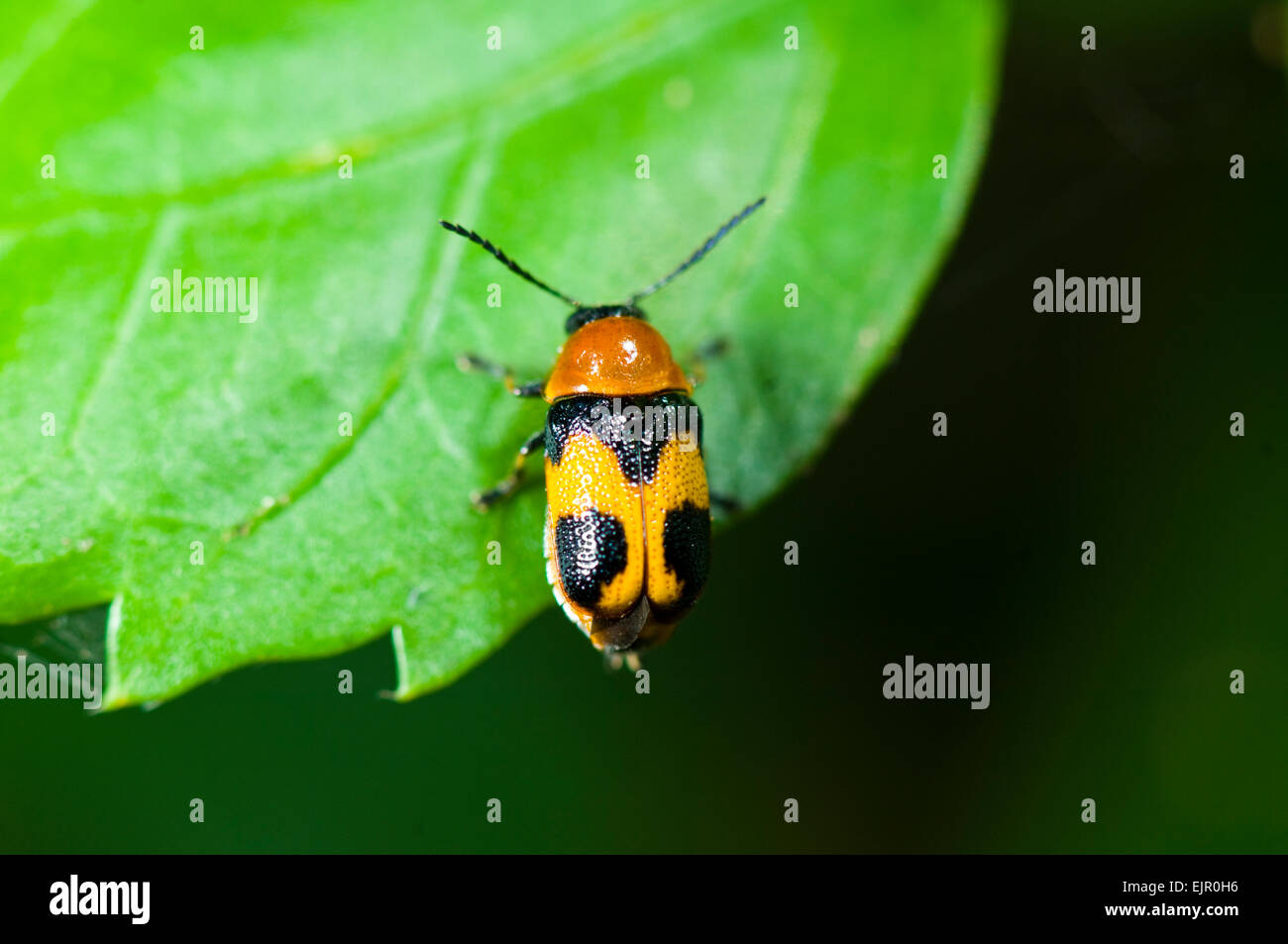 Leaf Beetle (Family Chrysomelidae, Subfamily Cryptocephalinae), Mary ...