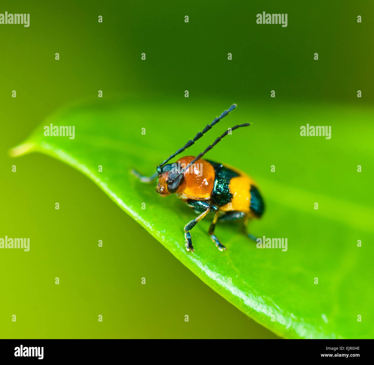 Australian beetles hi-res stock photography and images - Alamy