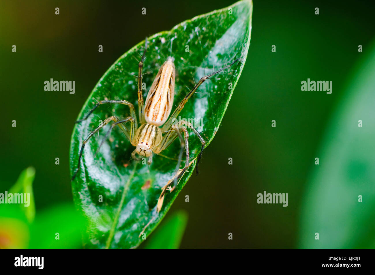 Australian lynx spider hi-res stock photography and images - Alamy