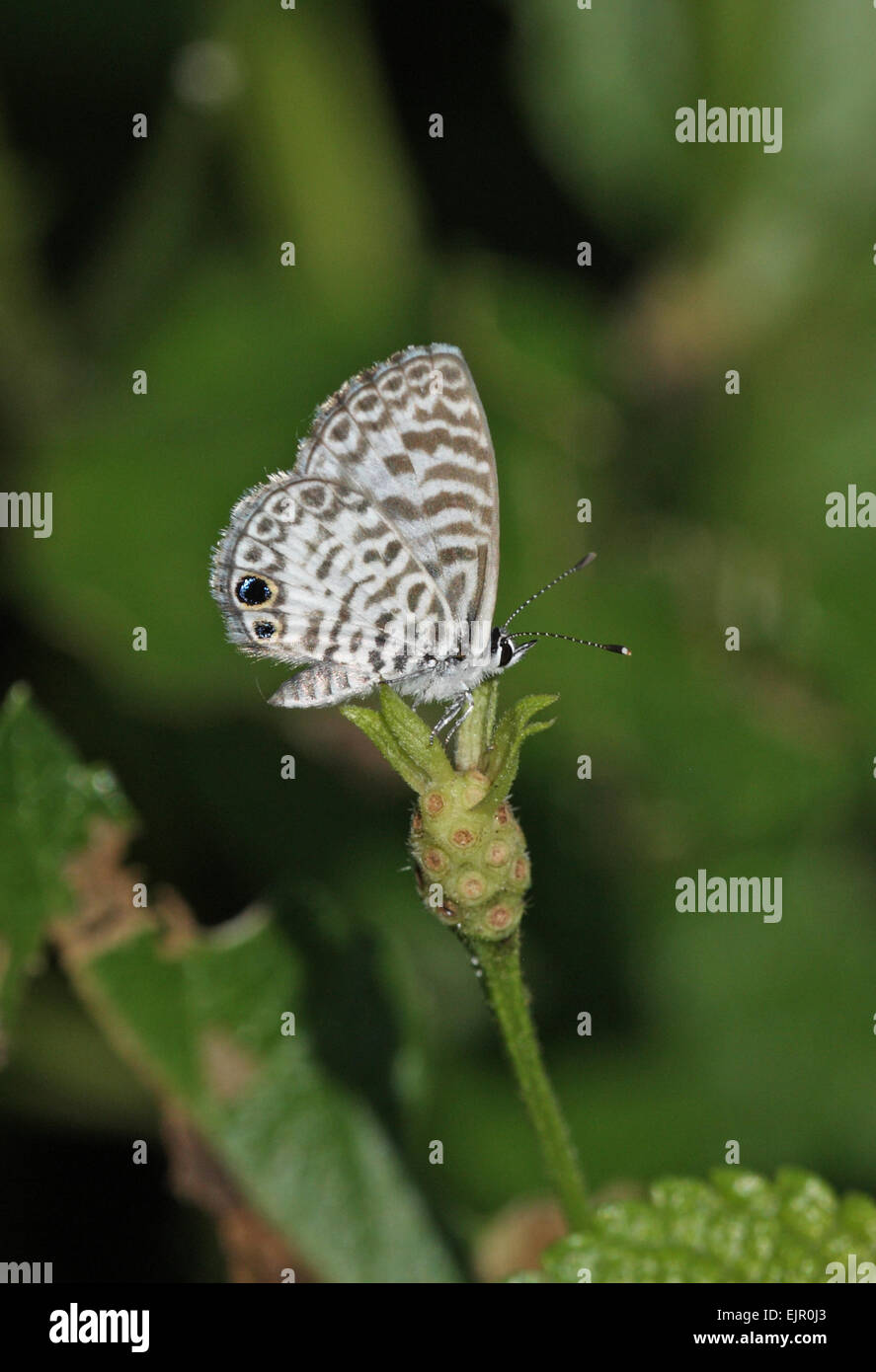 Cassius blue butterfly hi-res stock photography and images - Alamy