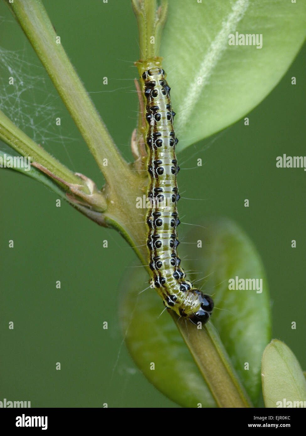Box Tree Moth (Cydalima perspectalis) introduced pest species ...