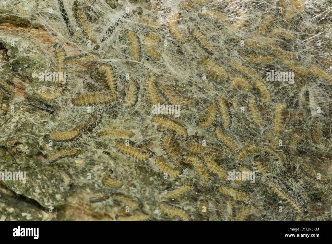 Oak Processionary Moth (Thaumetopoea processionea) caterpillars, in ...