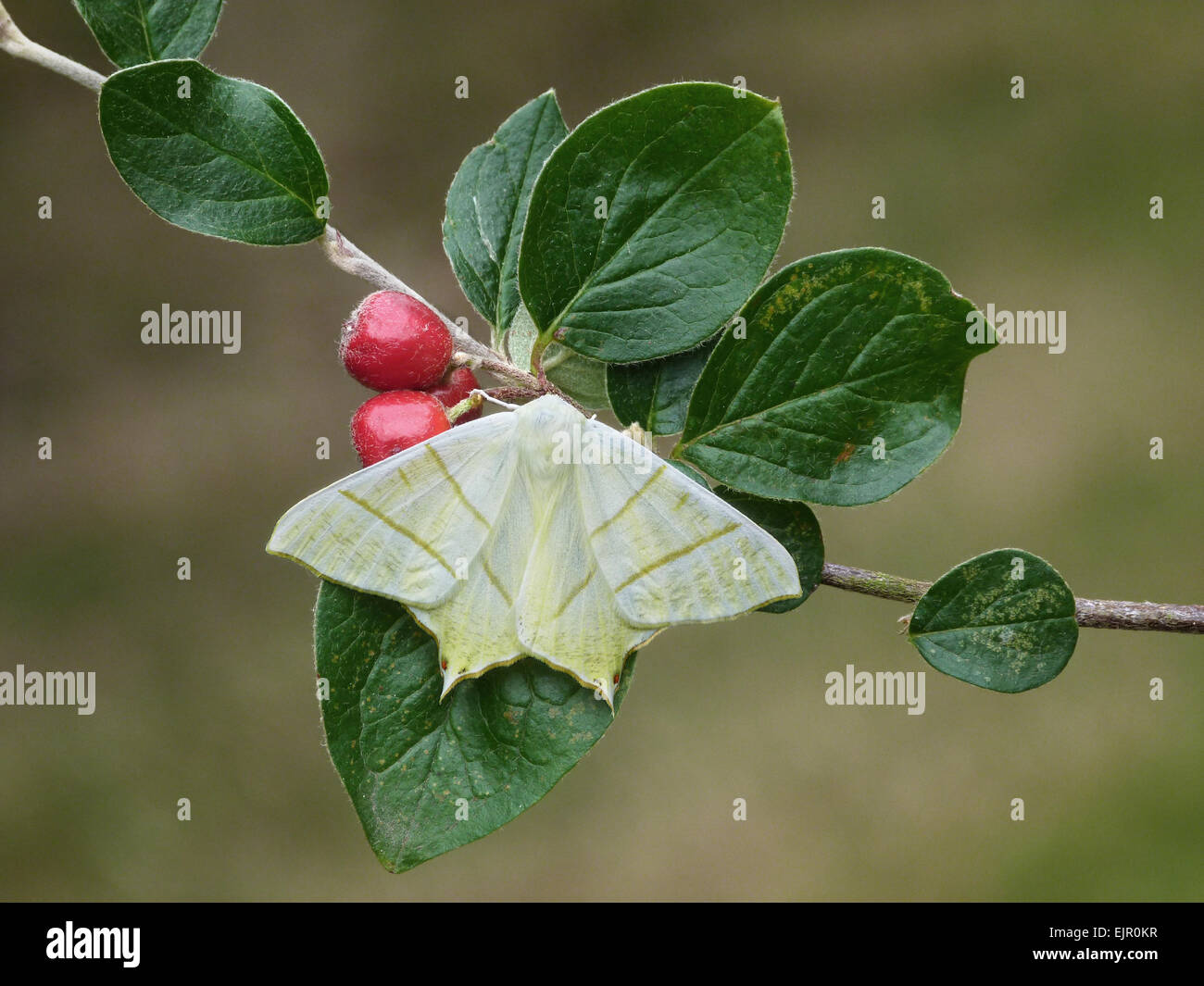 Swallow-tailed Moth (Ourapteryx sambucaria) adult, from unusual second ...