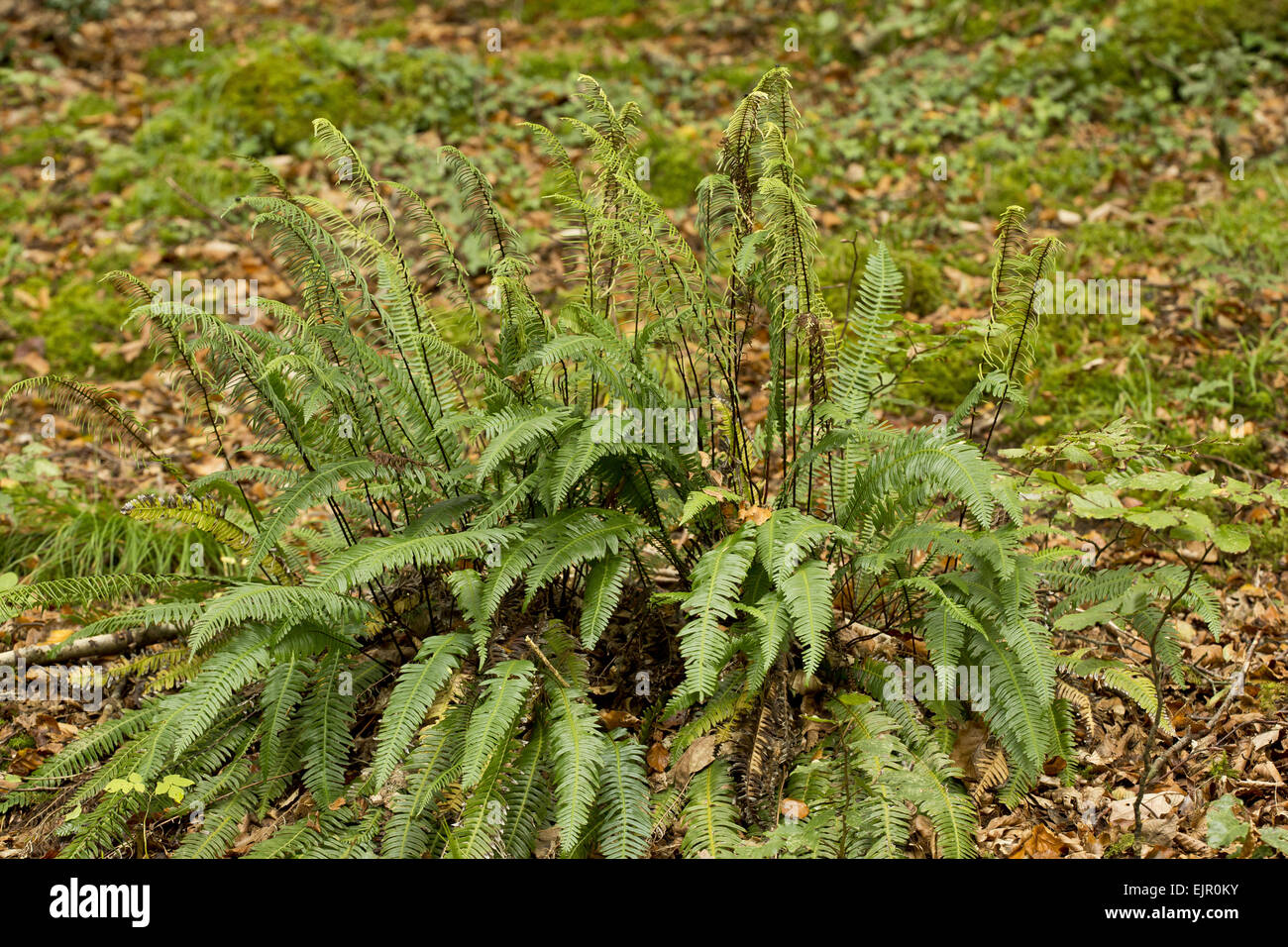 Hard Fern (Blechnum spicant) with fertile fronds, East Lyn River Valley ...