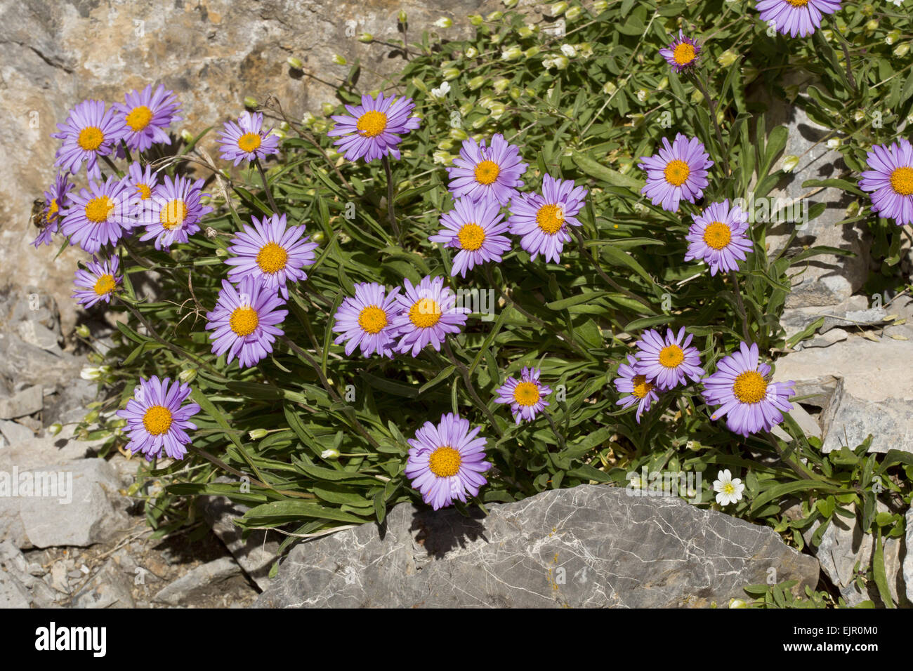 Alpine Aster (Aster alpinus) flowering, Maritime Alps, France, September Stock Photo - Alamy