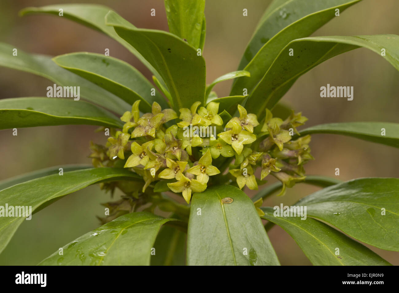 Daphne laureola spurge laurel shrub hi-res stock photography and images ...