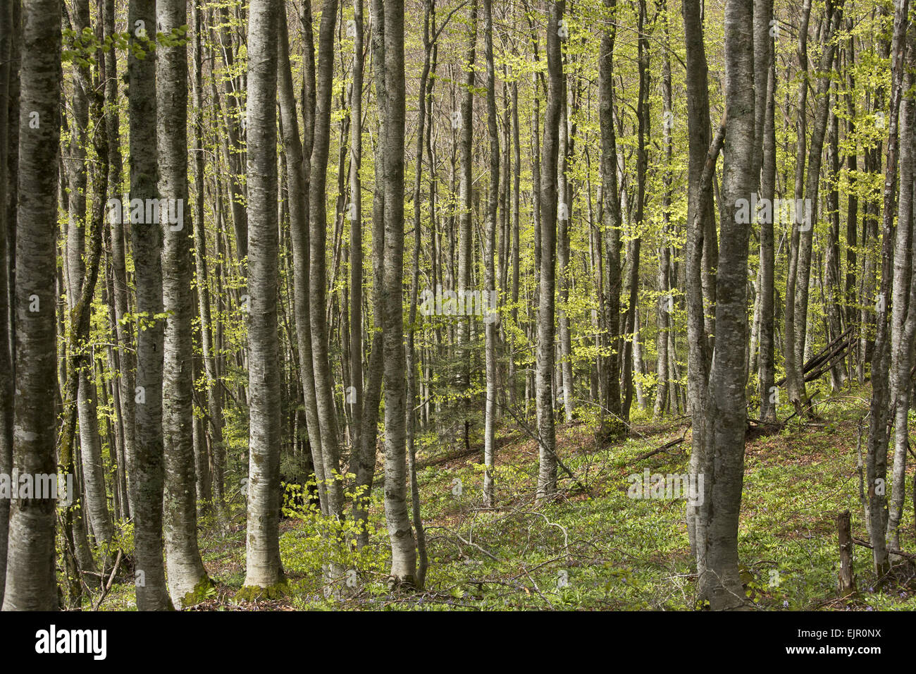 Common Beech (Fagus sylvatica) forest habitat, above Ax les Thermes ...