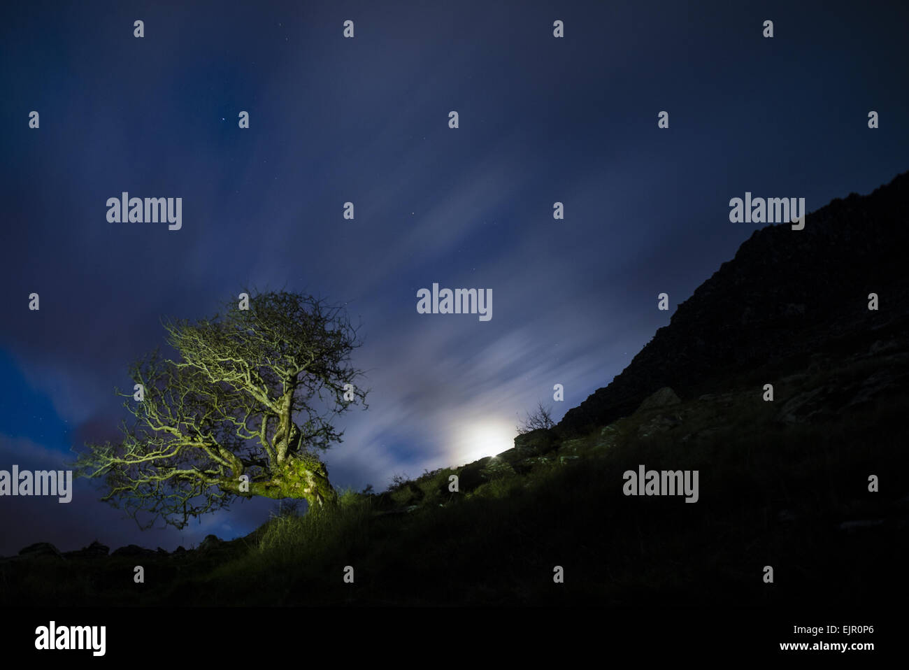 Crataegus monogyna ireland hi-res stock photography and images - Alamy