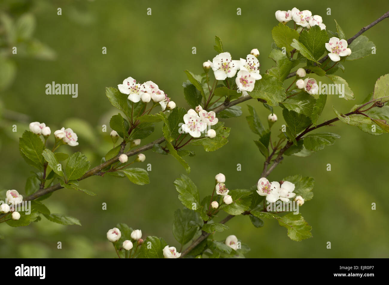 Midland Hawthorn (Crataegus laevigata) close-up of leaves and flowers ...