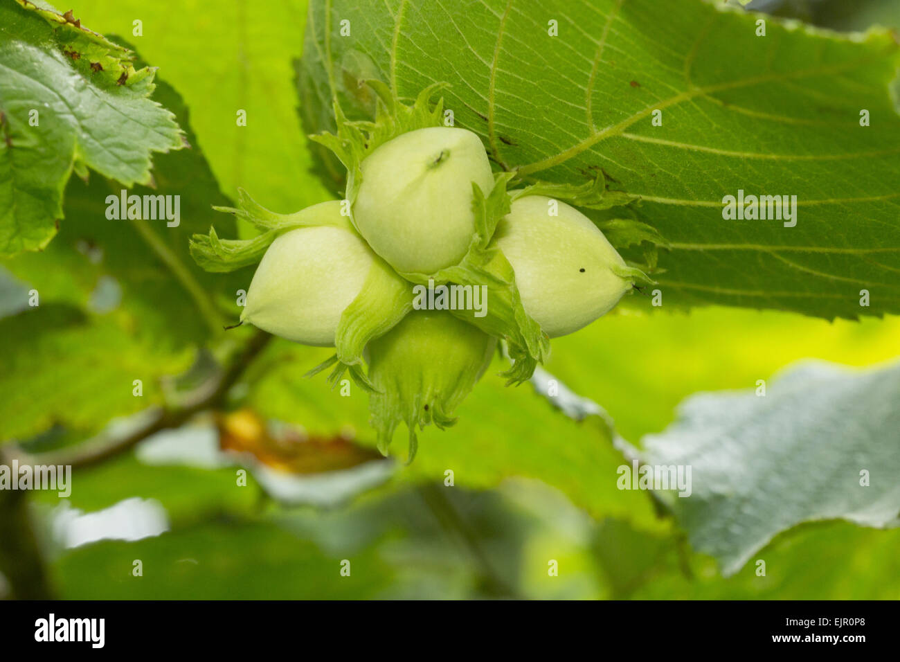 Corylus avellana cobnuts hi-res stock photography and images - Alamy
