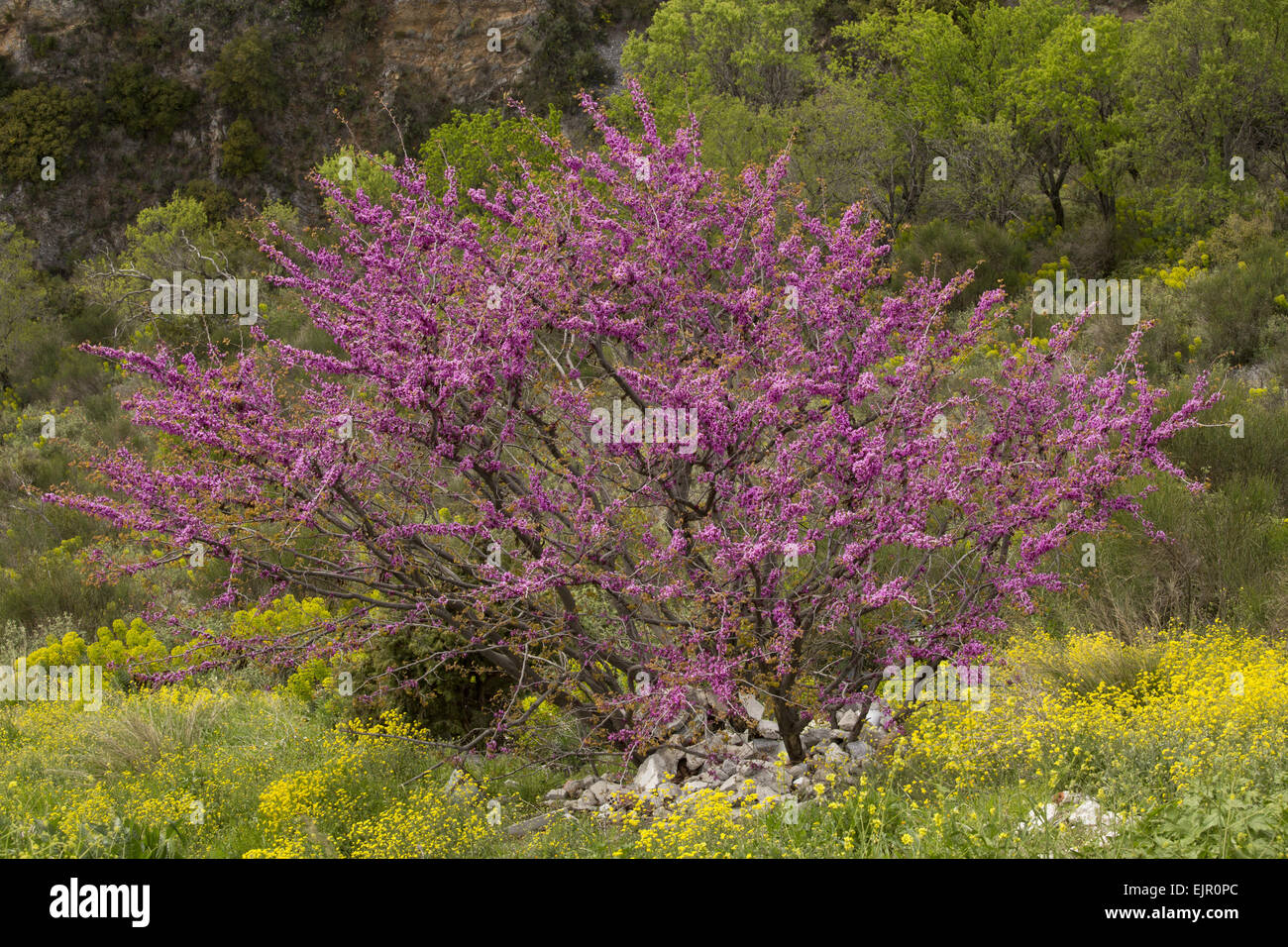 Judas Tree (Cercis siliquastrum) habit, flowering amongst wildflowers ...
