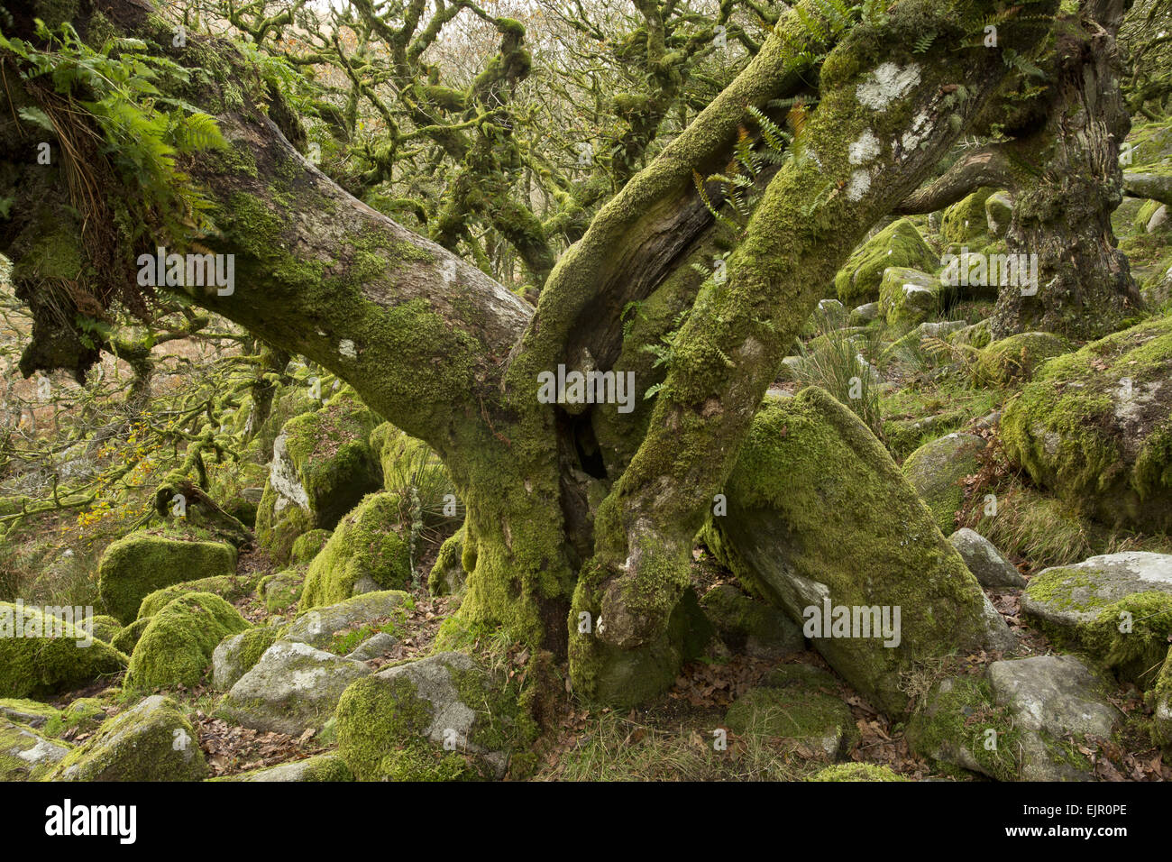 Common Oak (Quercus robur) stunted trees with epiphytic ferns, with ...