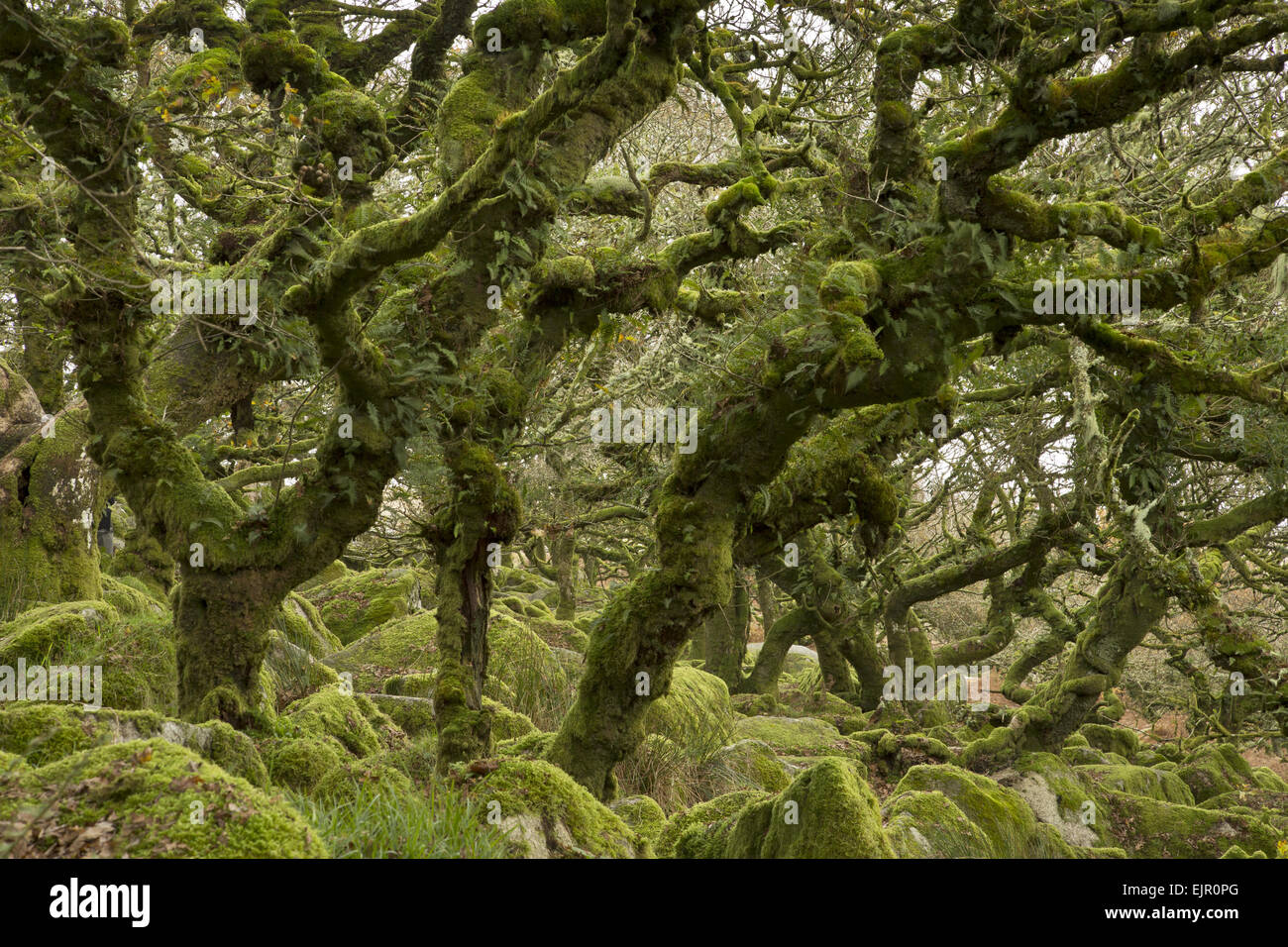 Common Oak (Quercus robur) stunted trees with epiphytic ferns, with ...