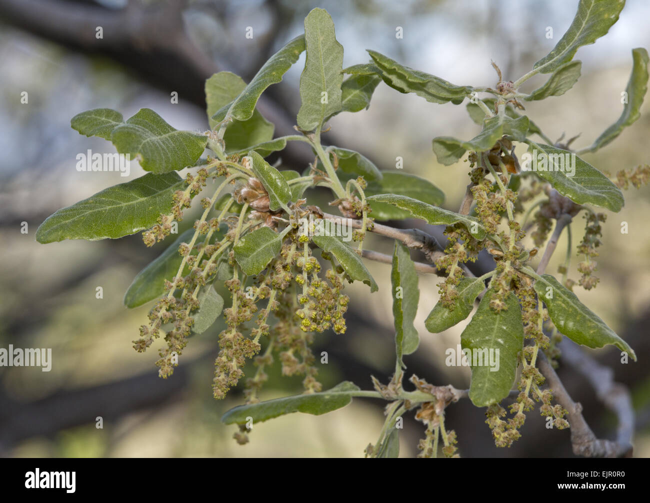 Aleppo Oak (Quercus infectoria) close-up of leaves and flowers, Cyprus ...