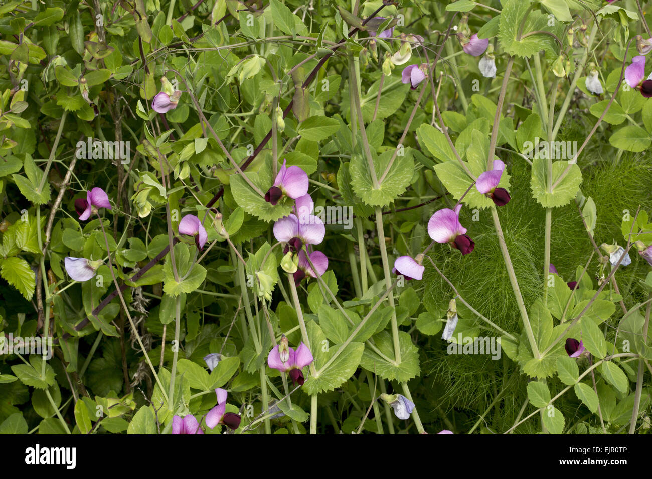 Wild Pea (Pisum sativum ssp. elatium) flowering, growing in old olive ...