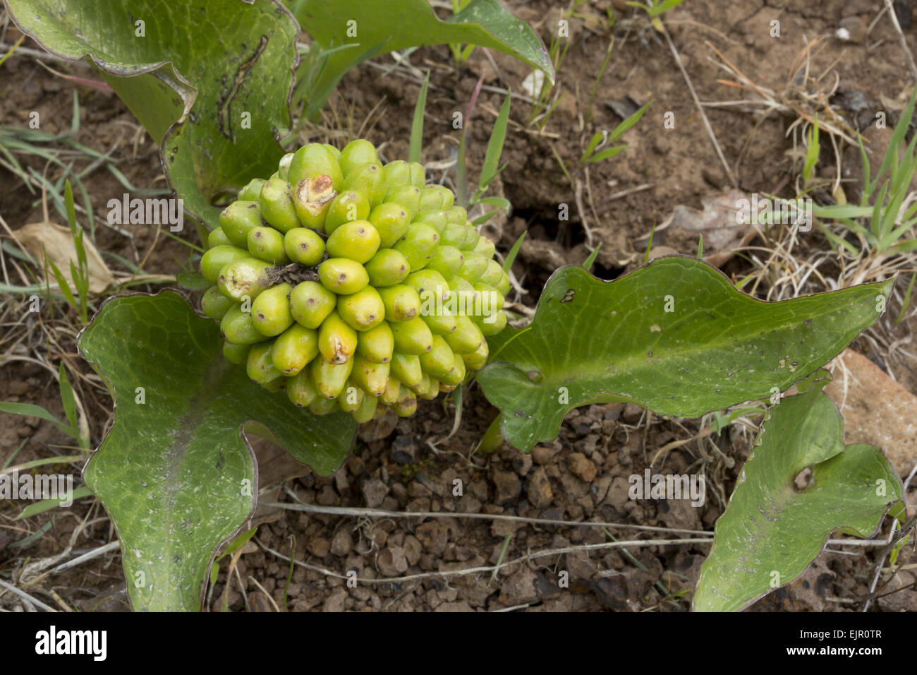 Autumn Arum (Arum pictum) seeds and fruits, Sardinia, Italy, April ...