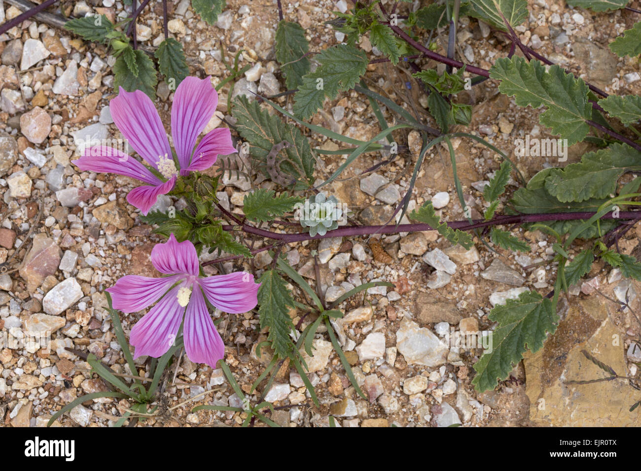 Malope Flowers High Resolution Stock Photography and Images - Alamy