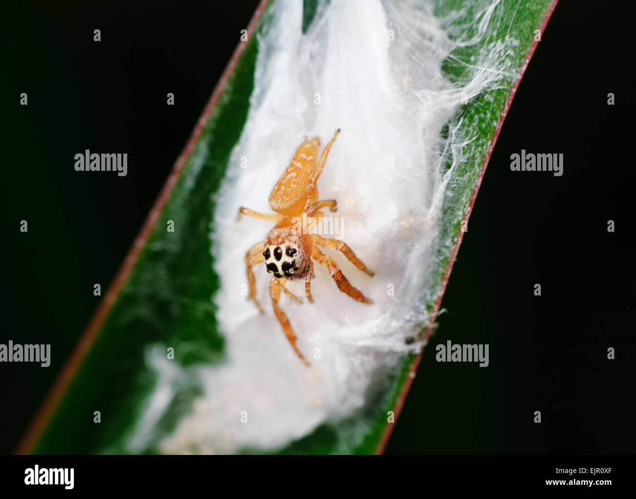 Opisthoncus polyphemus hi-res stock photography and images - Alamy