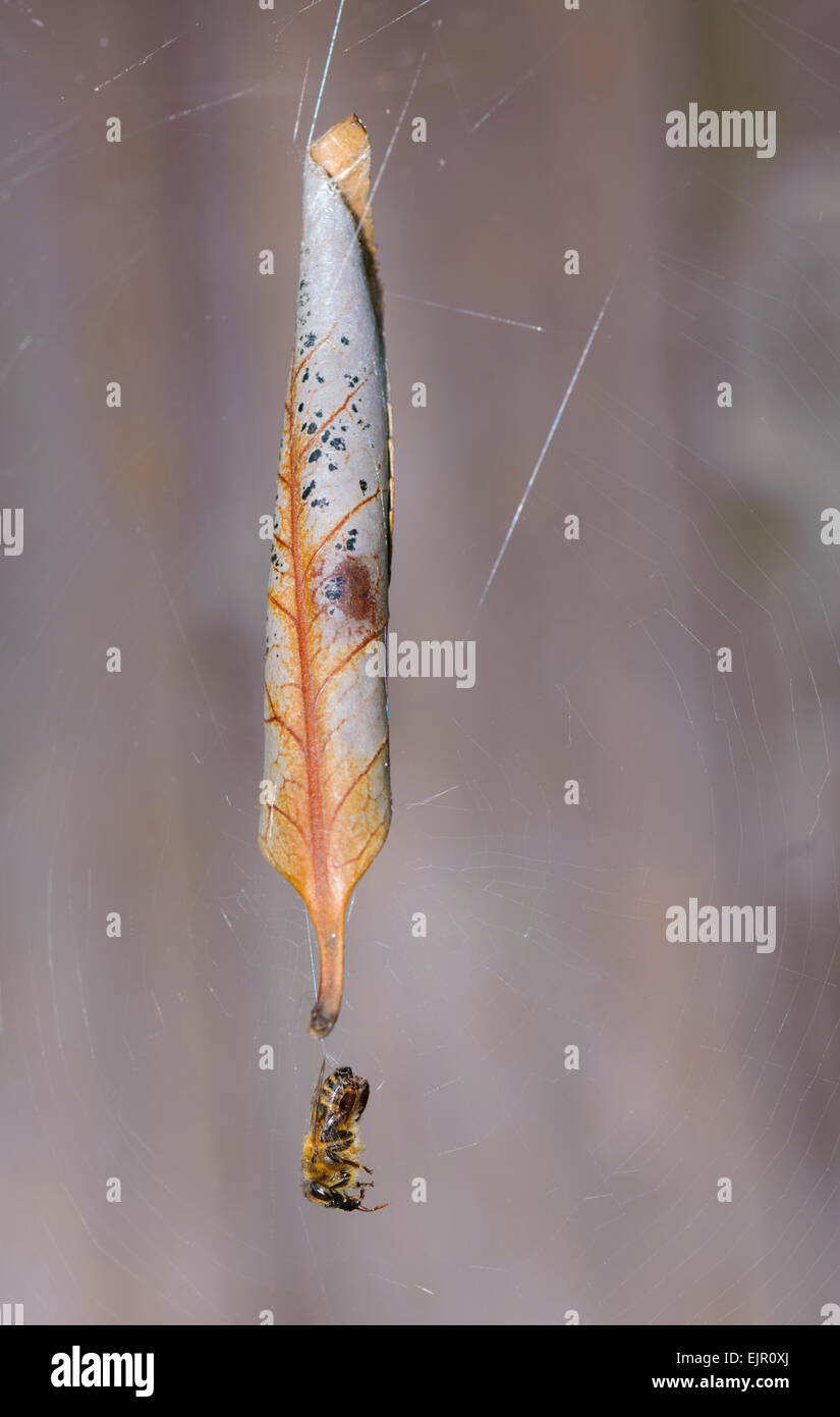 Spider dangling hi-res stock photography and images - Alamy