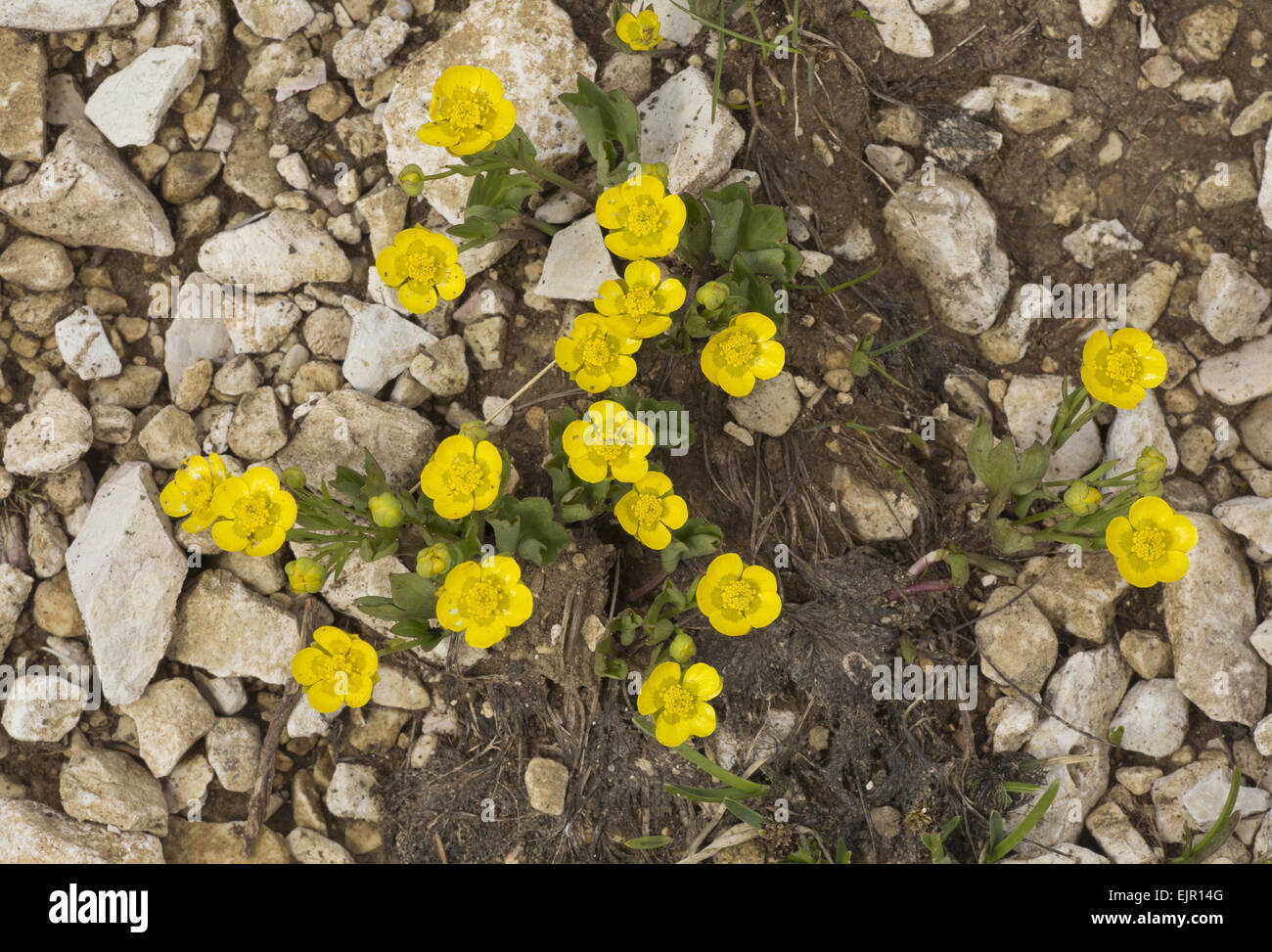 Hybrid Buttercup (Ranunculus hybridus) flowering, growing at high ...