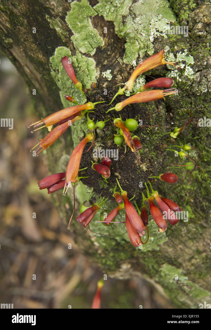 Tree Fuchsia (Halleria lucida) close-up of flowers, Royal Natal N.P ...