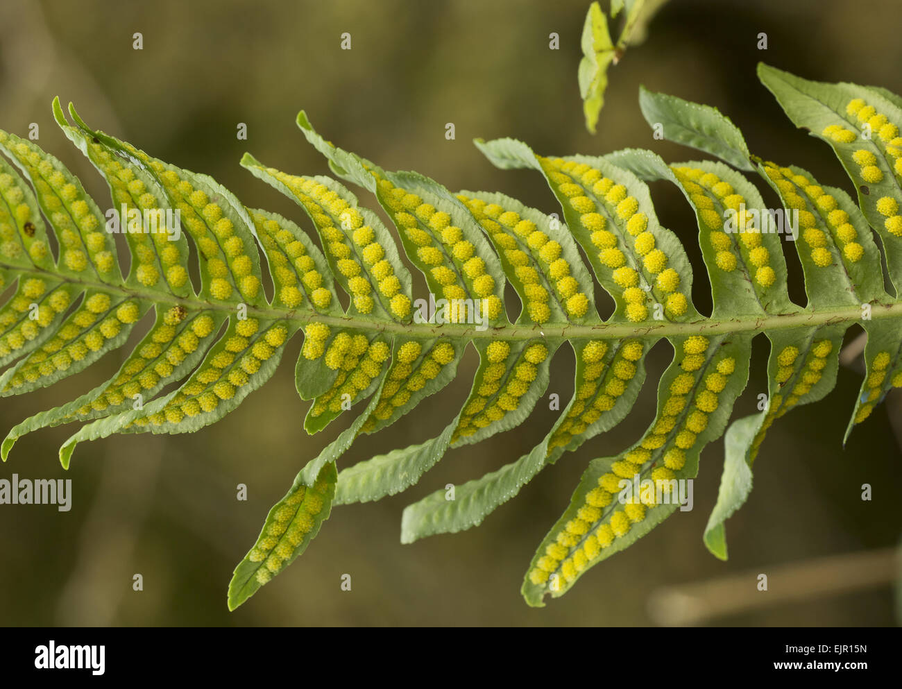 Polypody ferns hi-res stock photography and images - Alamy